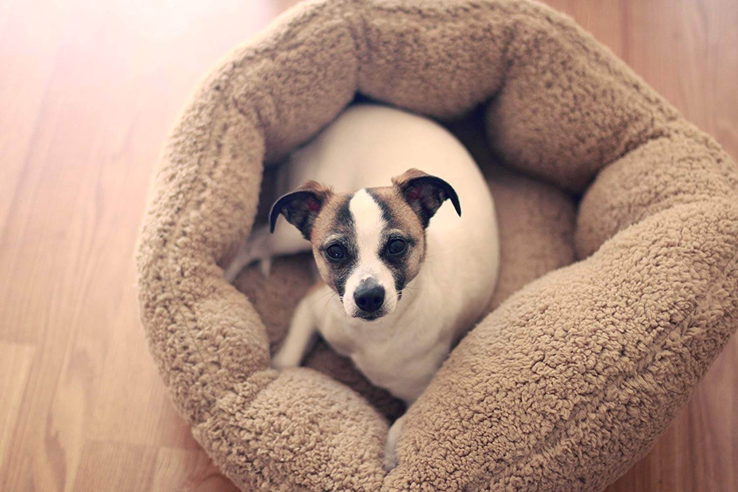 The Best Small Dog Beds in 2019 | VetsRecommend