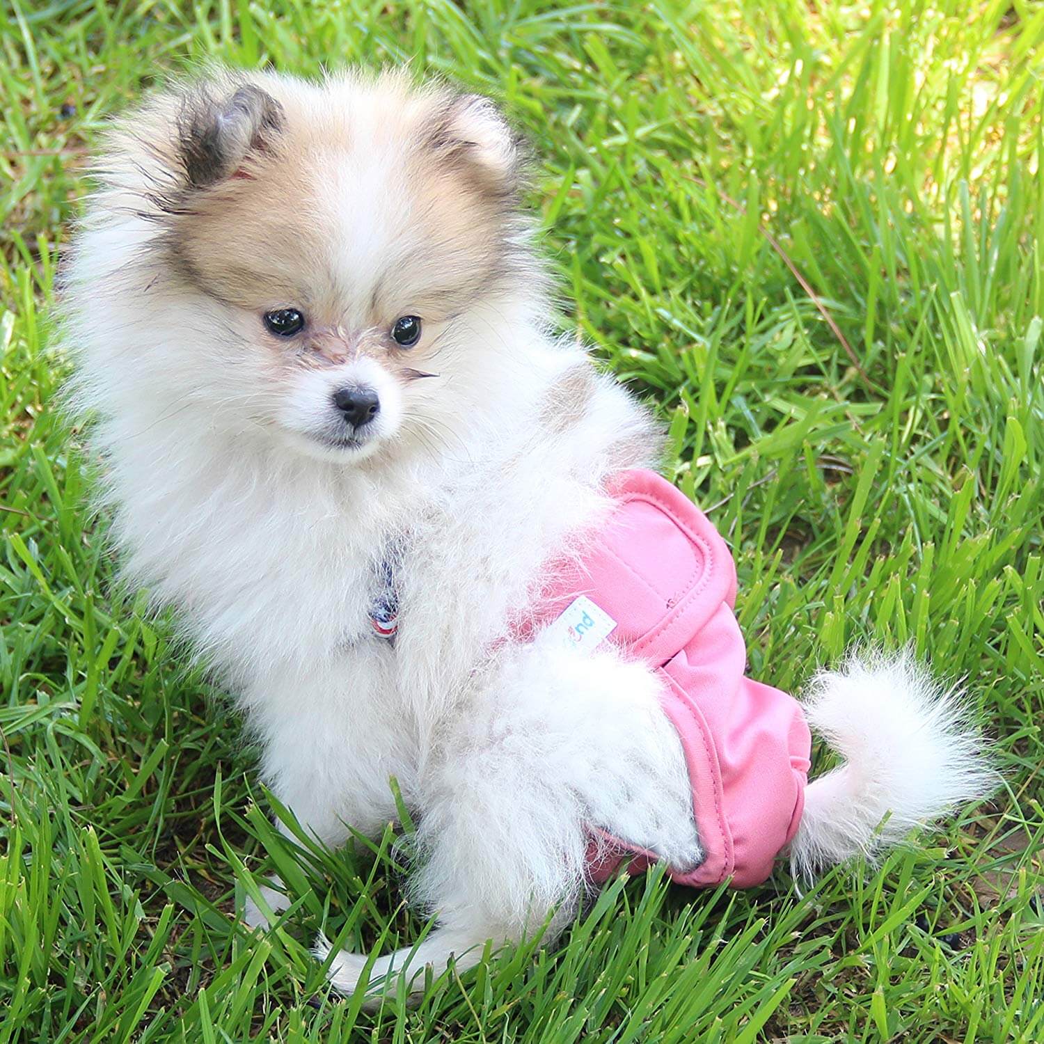 The Best Dog Diapers in 2019 | VetsRecommend