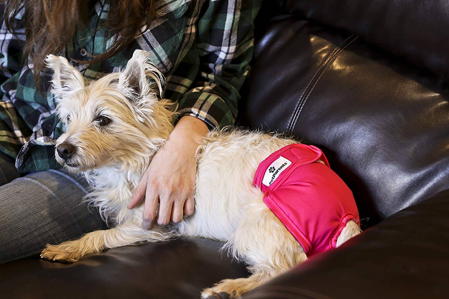 The Best Dog Diapers in 2019 | VetsRecommend